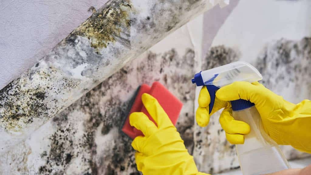 How To Fix A Mold Problem